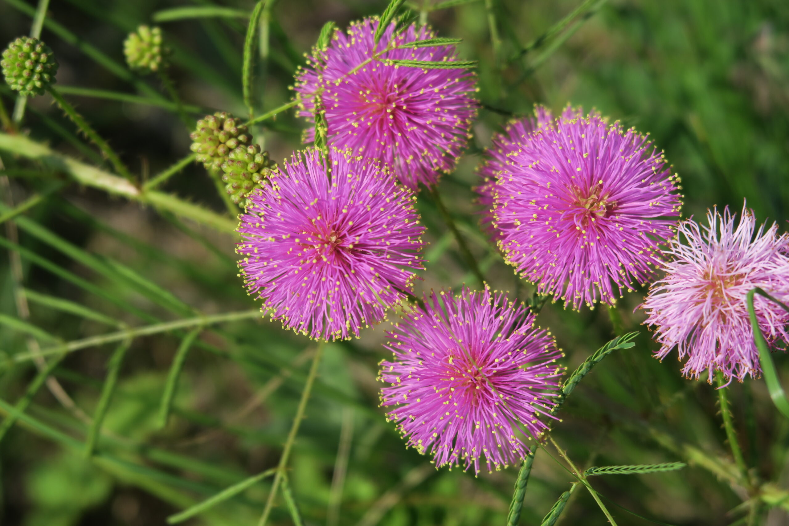 PHOTOS: Akin Prairie Wildflower Walk | News, Sports, Jobs - Lawrence ...